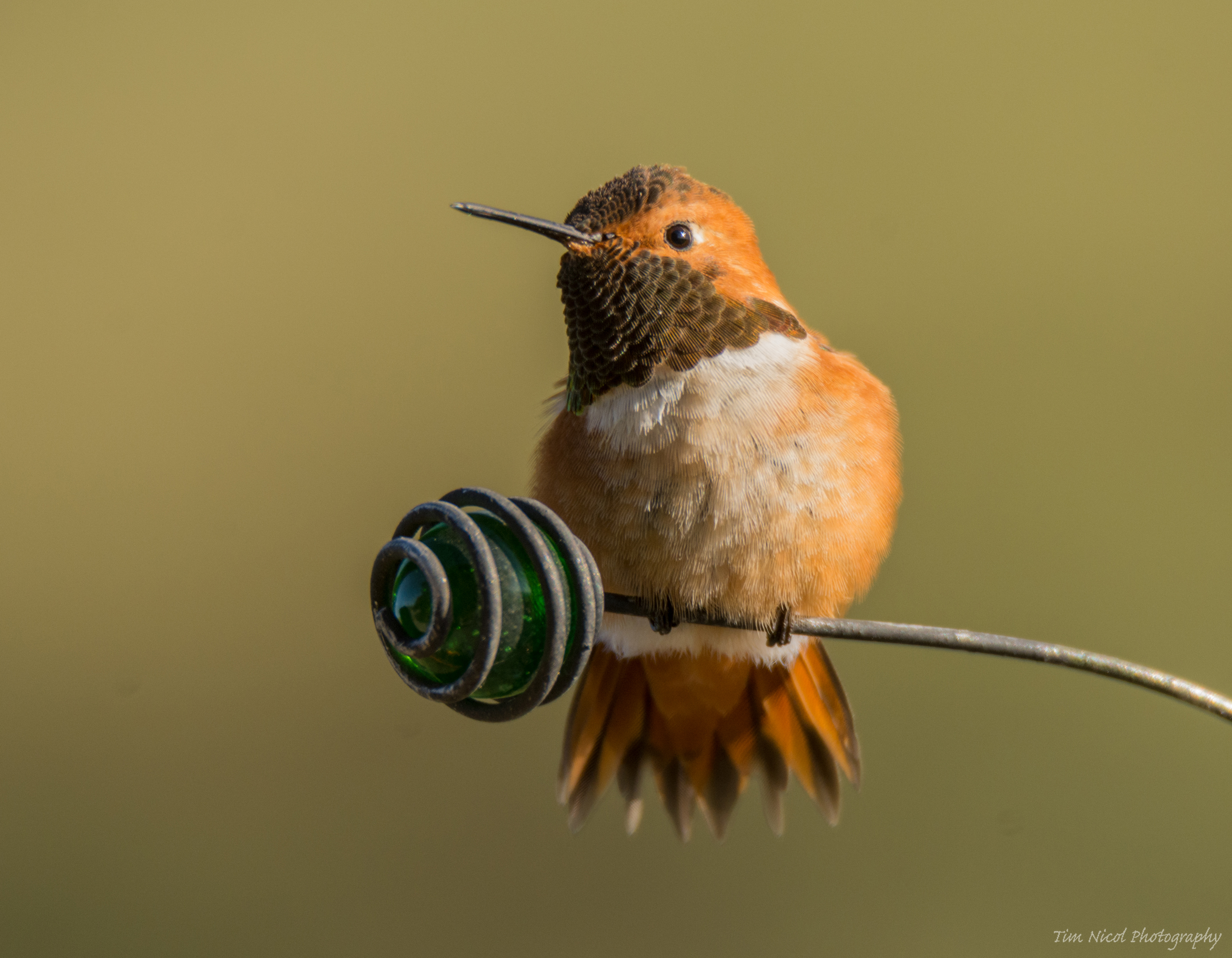 Rufous Hummingbird in the Golden Hour | Shutterbug